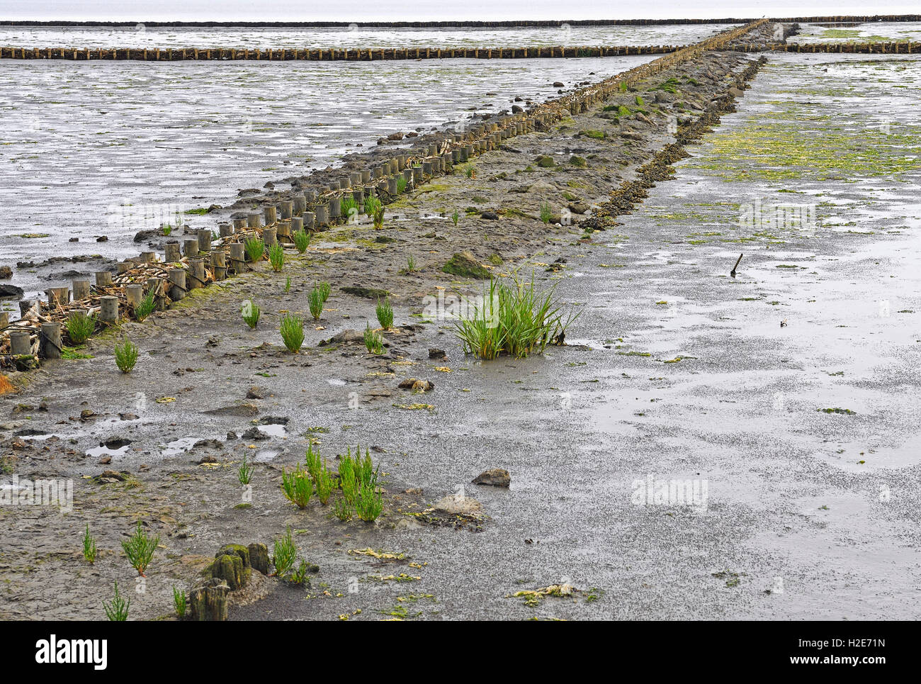 Flat tidal coast hi-res stock photography and images - Alamy