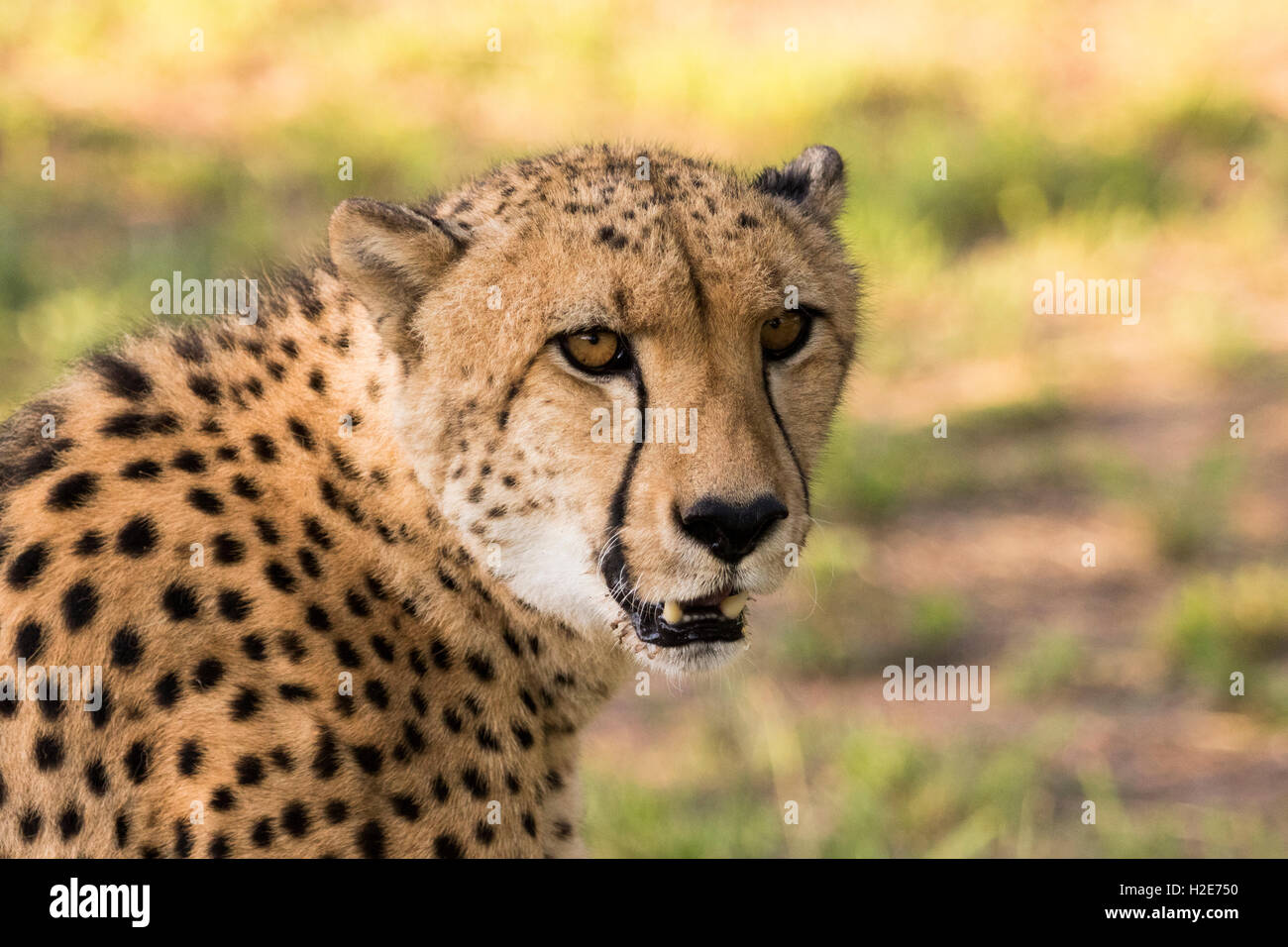 Cheetah (Acinonyx jubatus), portrait, Emdoneni Cheetah Project ...