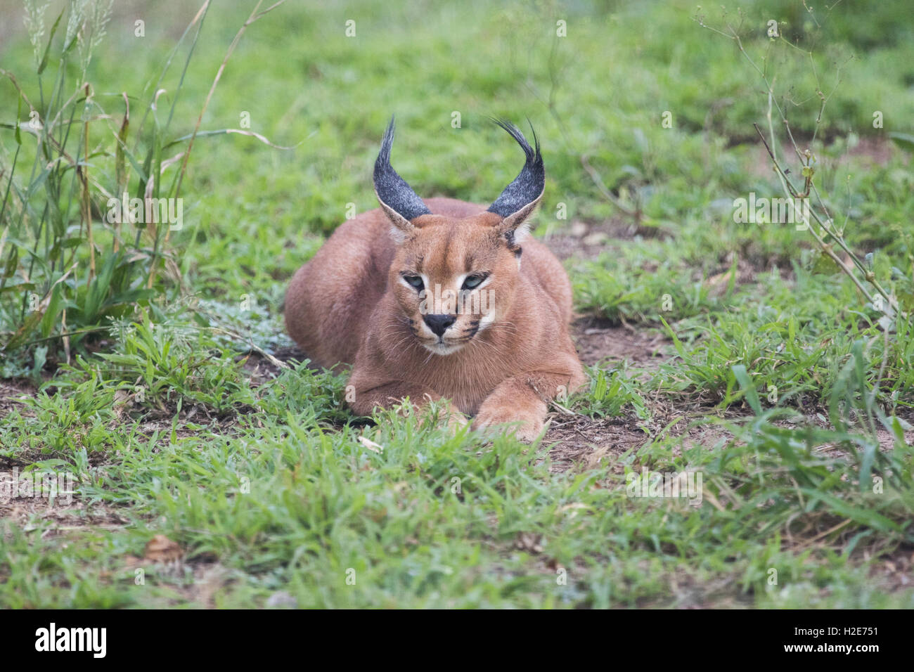 Caracal (Caracal caracal), resting, Emdoneni Project, Hluhluwe, South ...