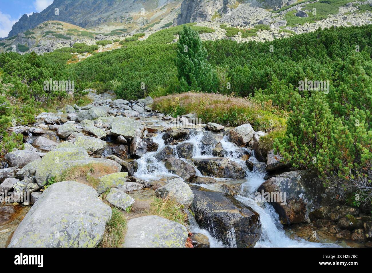 Nature of High Tatras mountain in Slovakia. Forest with stream in Tatra ...