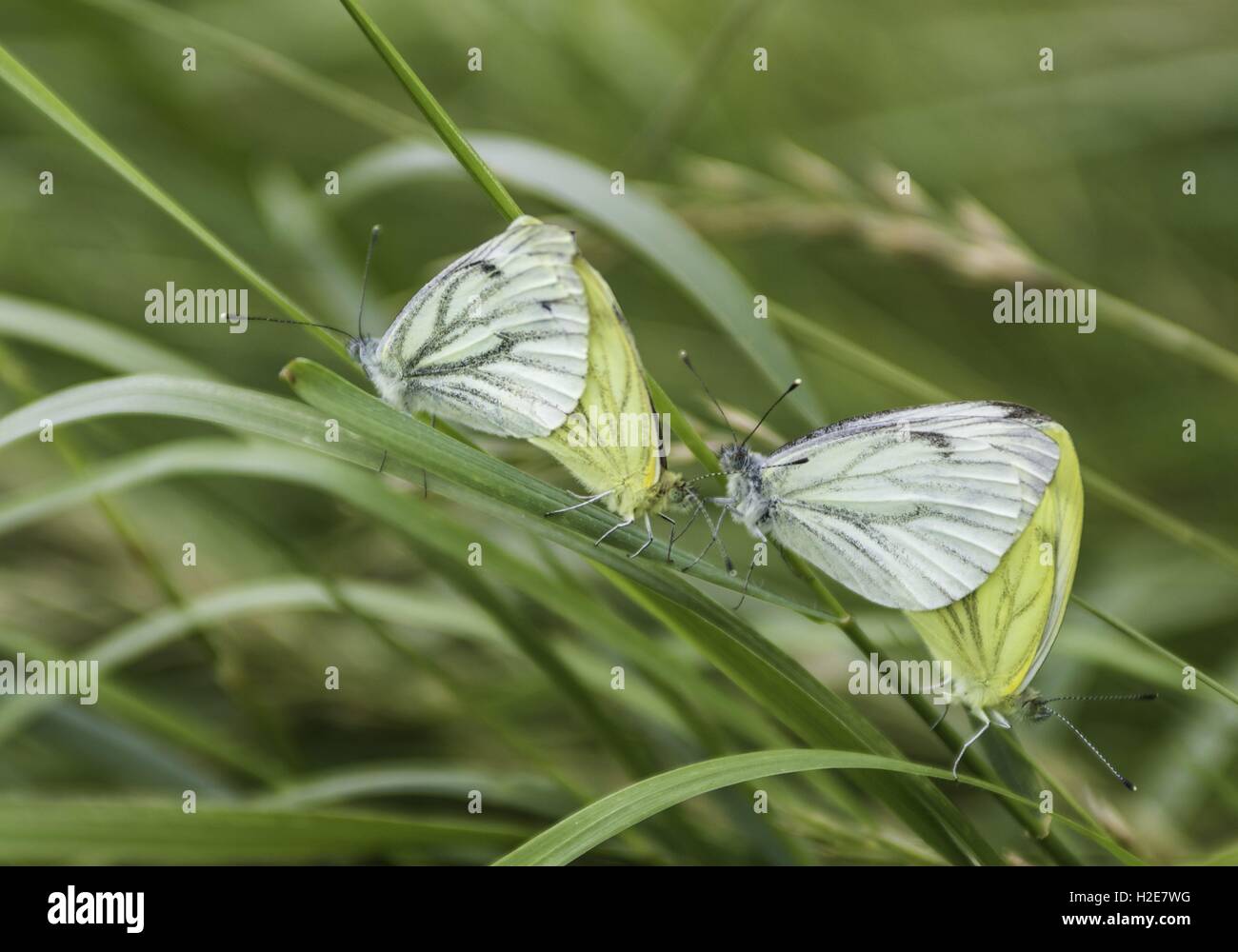 White Butterfly mating, july 2016 | usage worldwide Stock Photo - Alamy