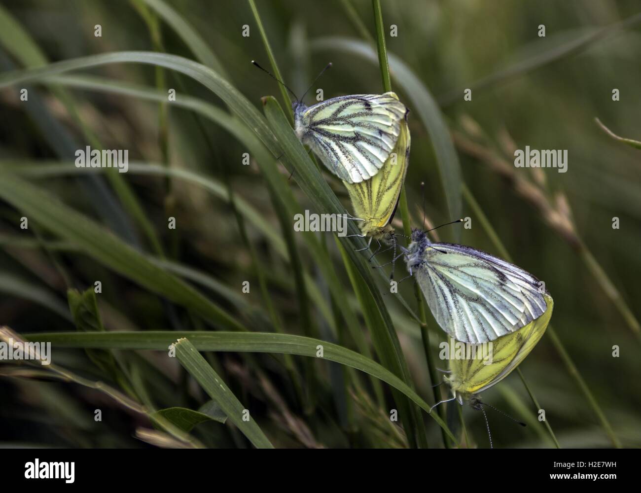 White Butterfly mating, july 2016 | usage worldwide Stock Photo - Alamy