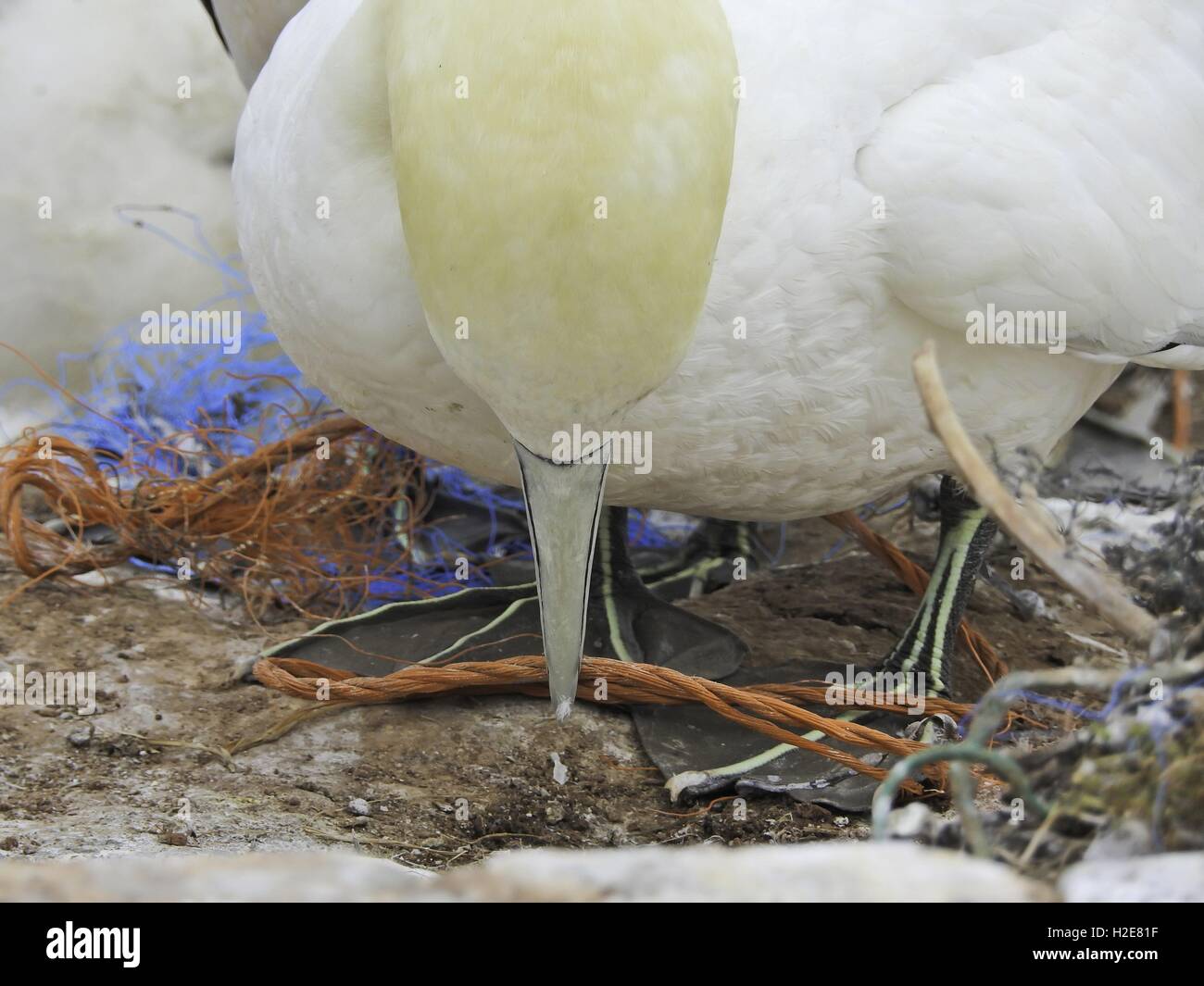 Northern Gannet with fishing nets, july 2016 | usage worldwide Stock ...