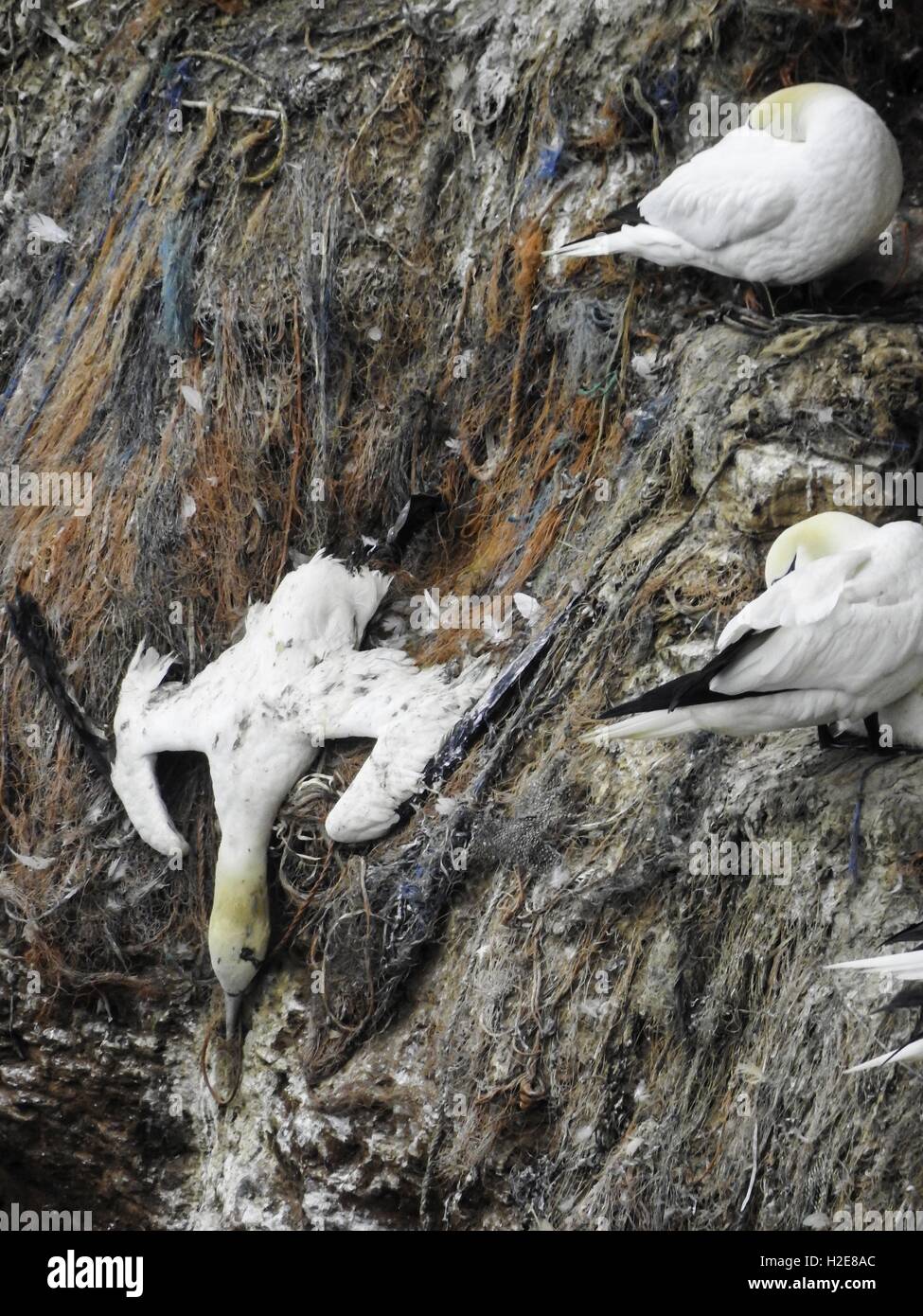 Plastic fishing nets birds hi-res stock photography and images - Alamy