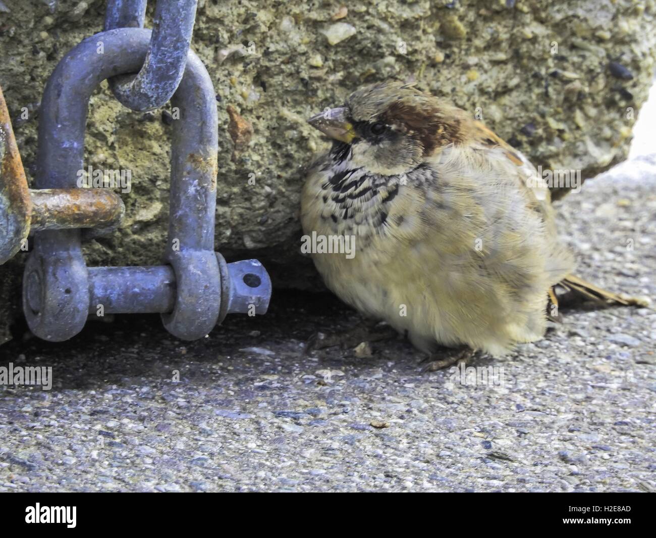 Guy sparrow hi-res stock photography and images - Alamy