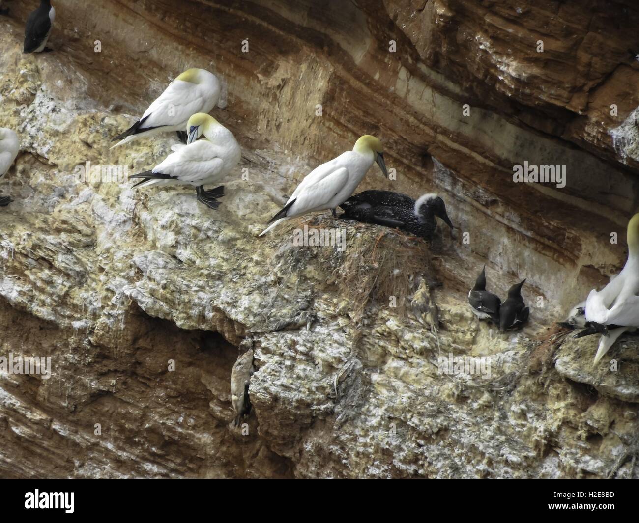 bird cliff on island Helgoland, july 2016 | usage worldwide Stock Photo ...