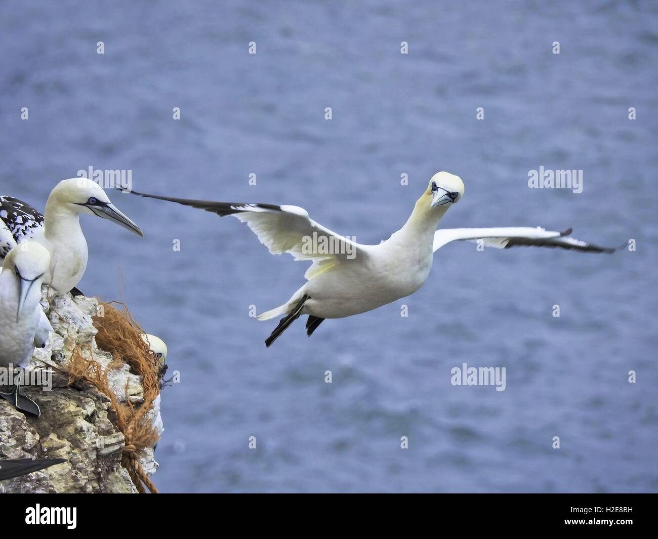 Northern Gannets flight, july 2016 | usage worldwide Stock Photo - Alamy