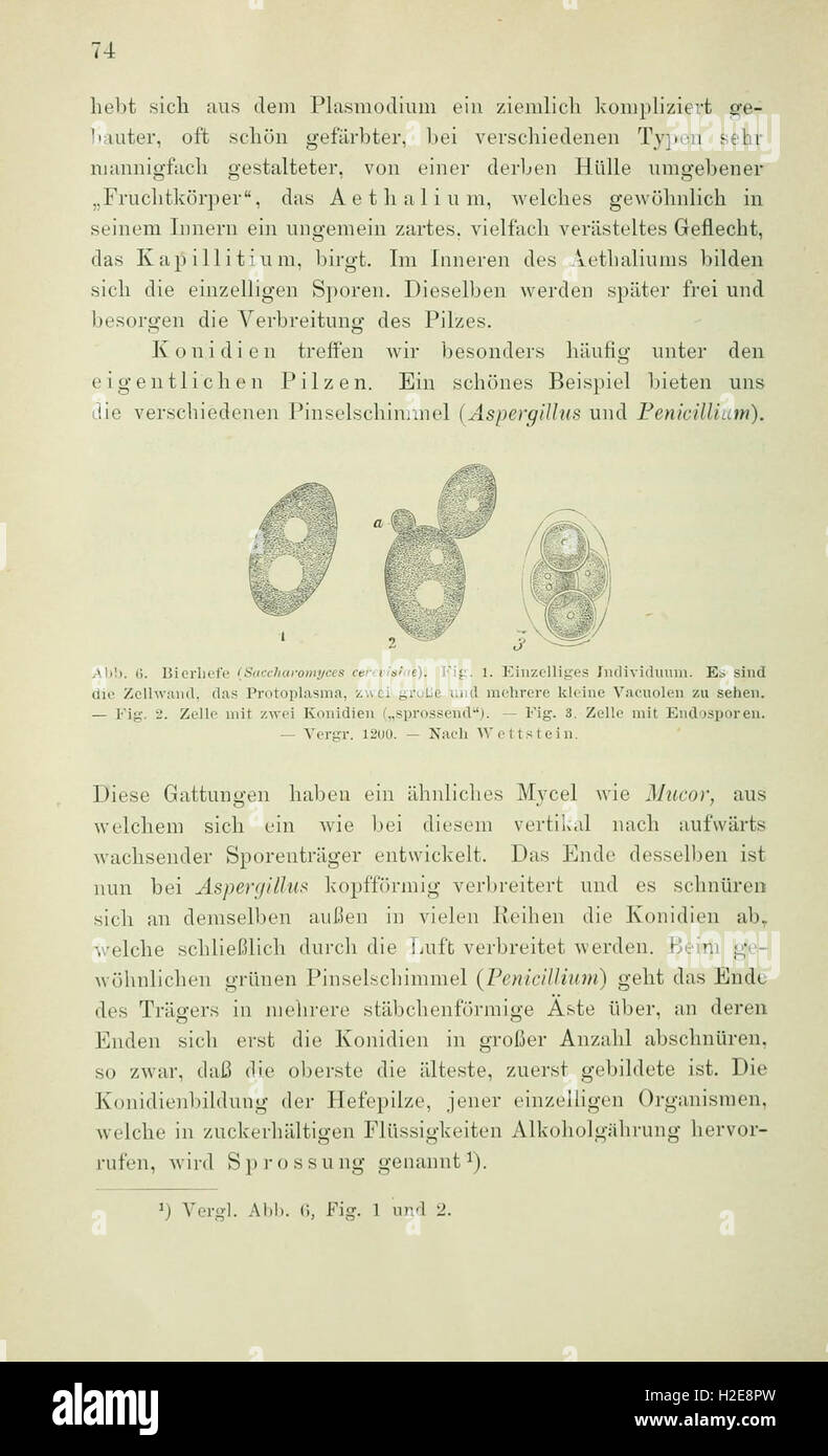 This German work explores plant structure and function, discussing ...
