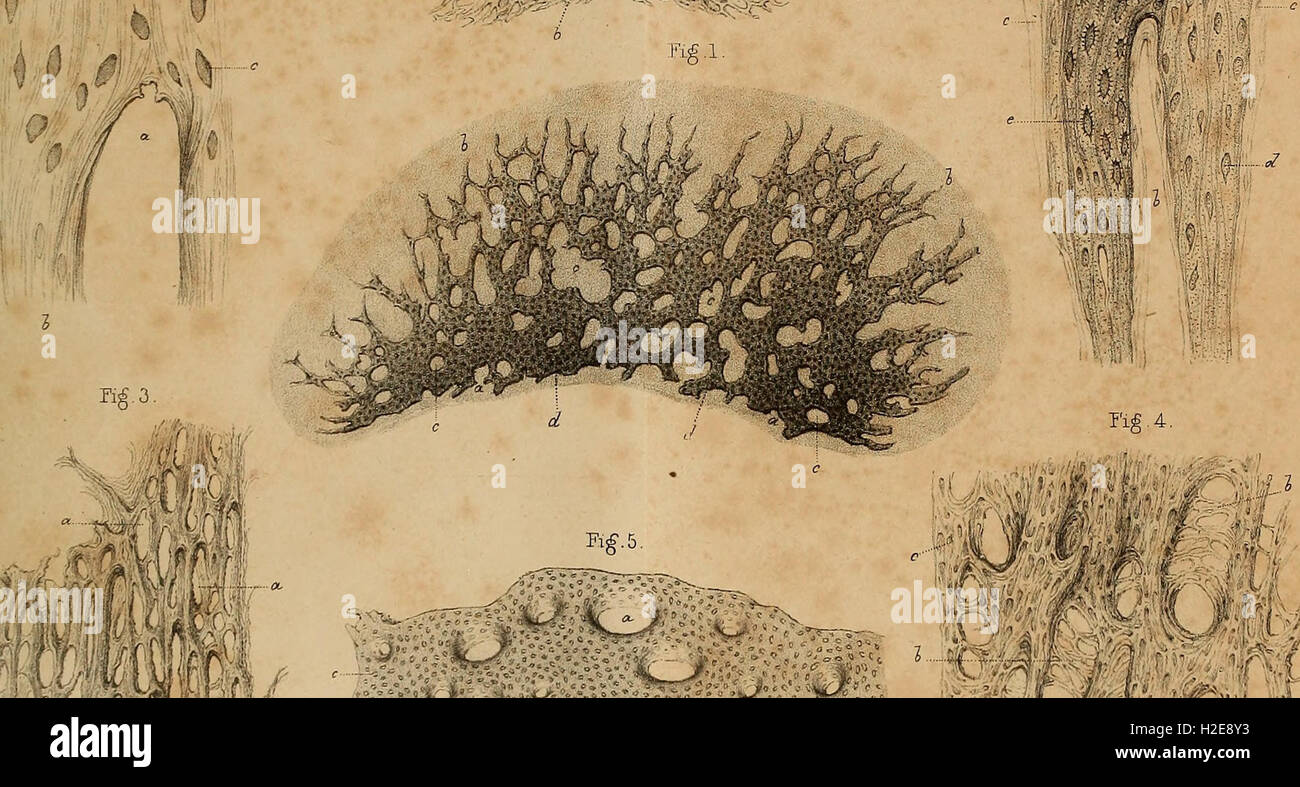 This work provides insights into the development of the skeletal system ...
