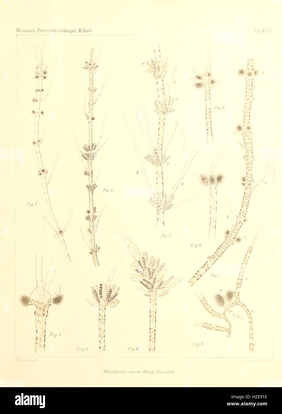 Meeresalgen High Resolution Stock Photography and Images - Alamy