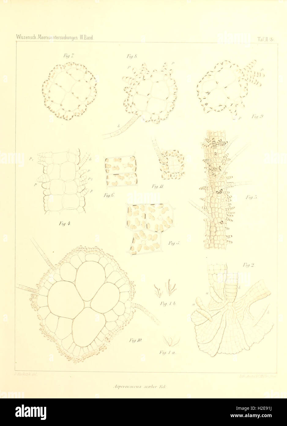 This work provides contributions to the understanding of marine algae ...