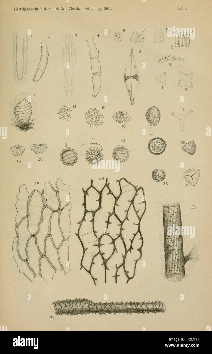 This work provides an in-depth study of Swiss peat bogs, focusing on ...