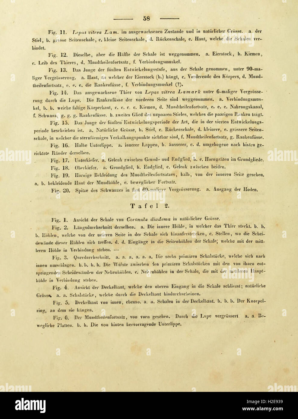 This work contributes to the natural history of the Cirripedia class ...