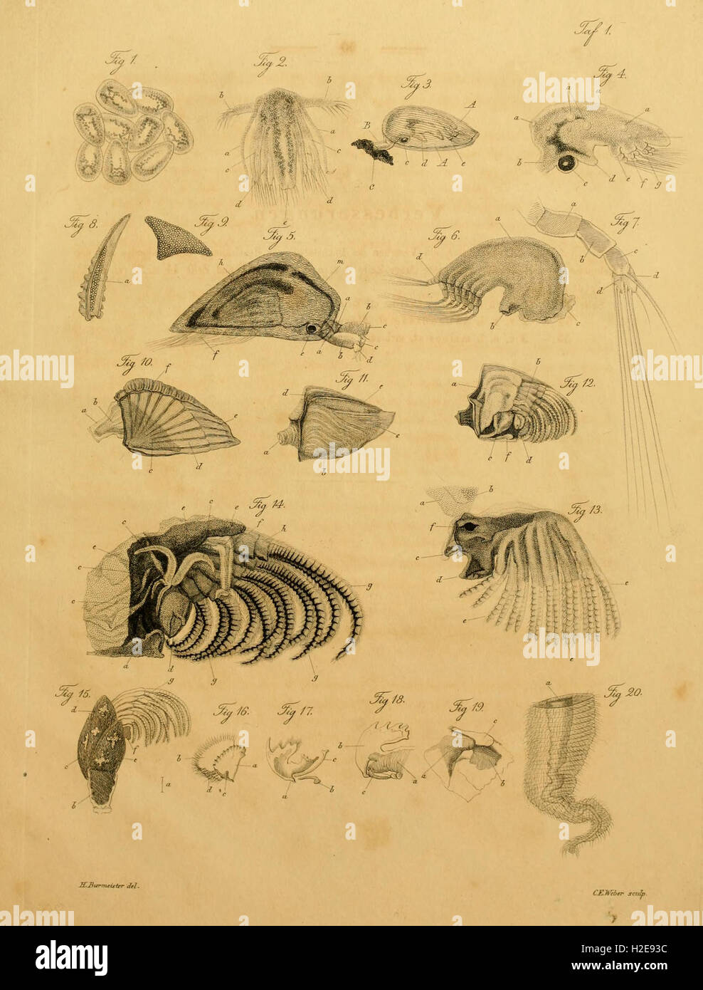 This work contributes to the natural history of cirripedes (barnacles ...