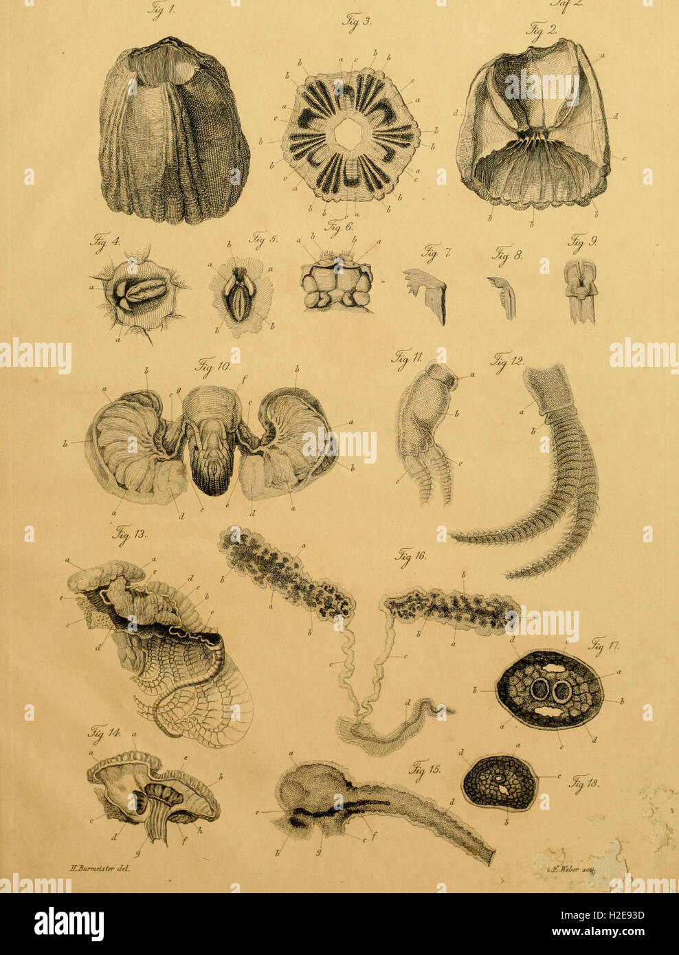 Contributions to the natural history of barnacles (Cirripedia ...