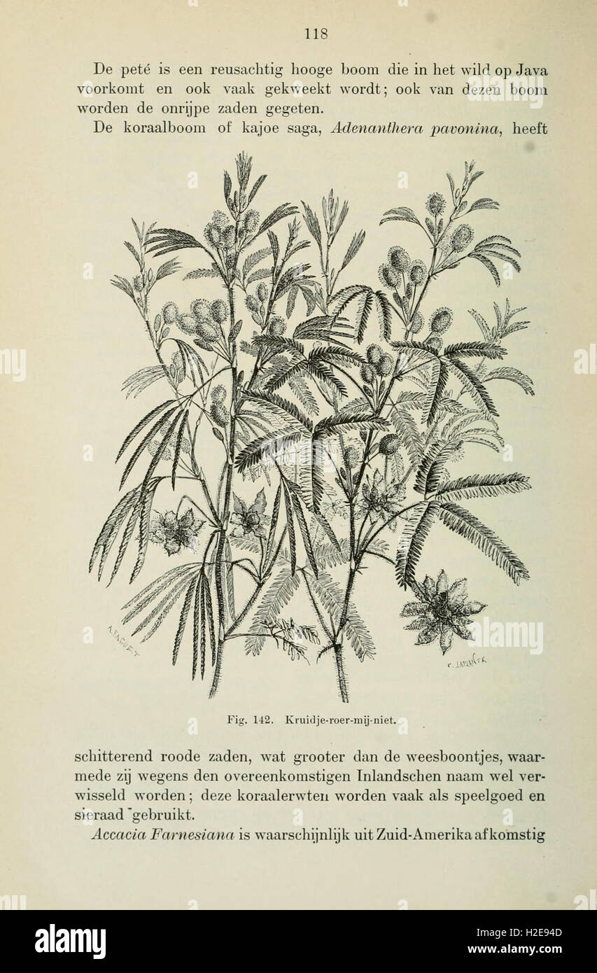 This page from a Dutch botanical textbook presents plant species native ...