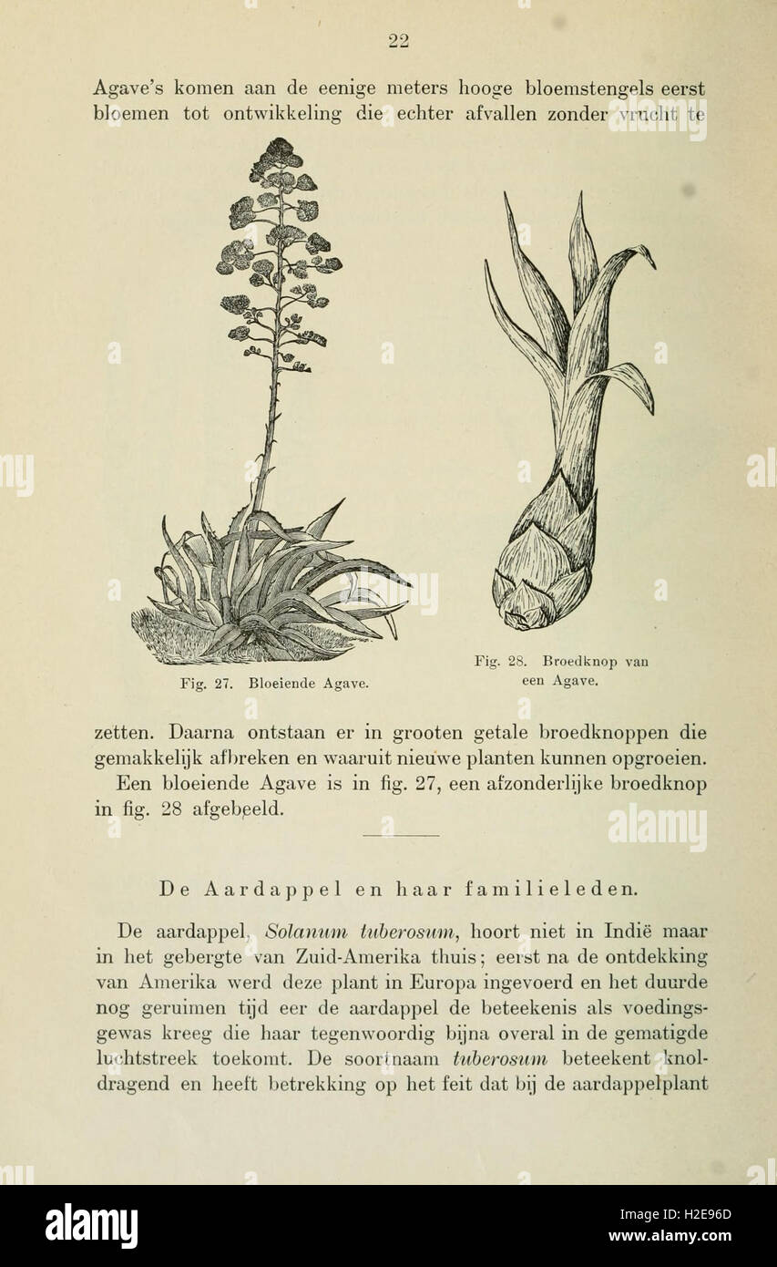 This Dutch work is a concise textbook on plant science, specifically ...