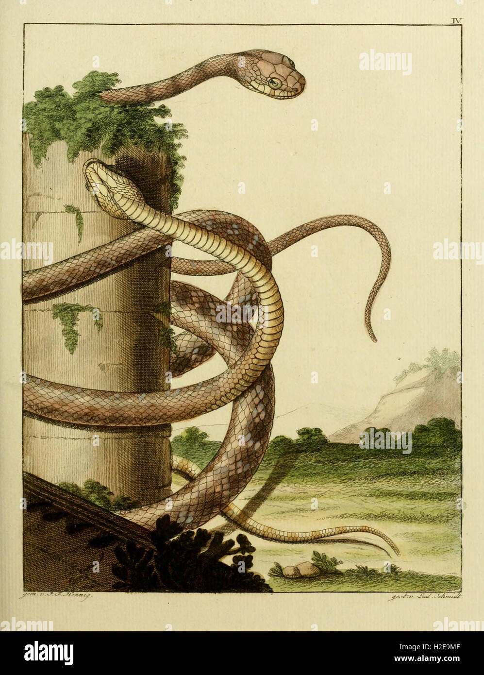 A collection of contributions to natural history, with illustrations ...