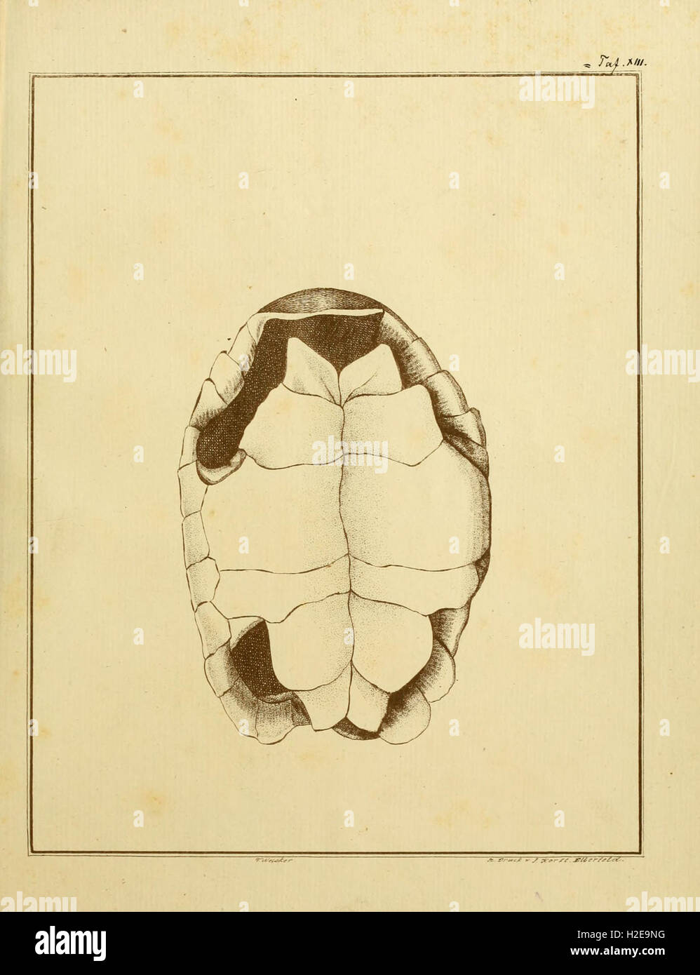 This plate contributes to natural history studies with detailed ...