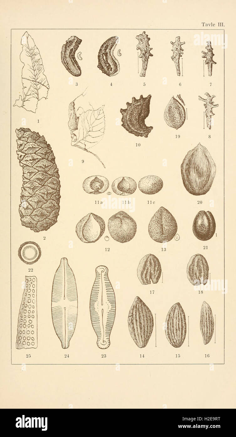 A study on Denmark's tertiary and diluvial flora, detailing plant ...