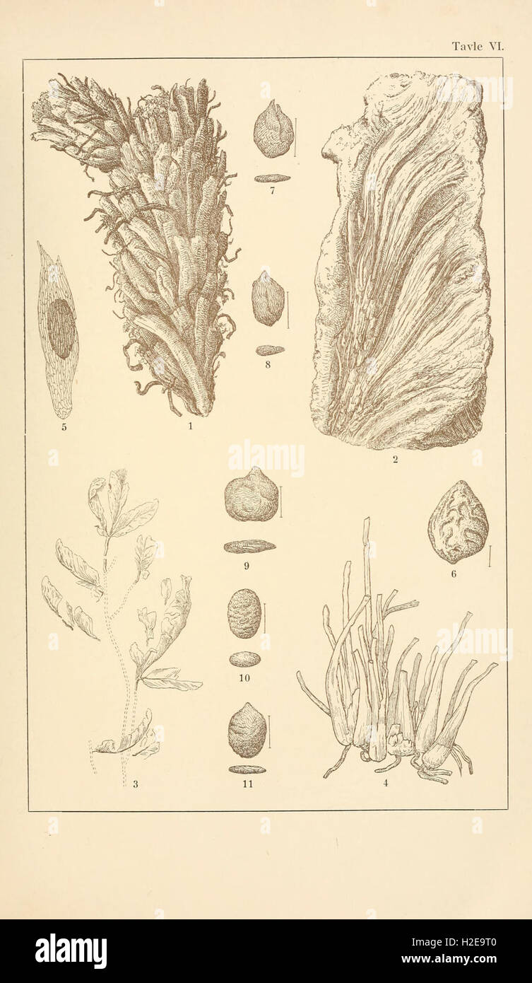 A scientific study of Denmark's tertiary and diluvial flora, focusing ...
