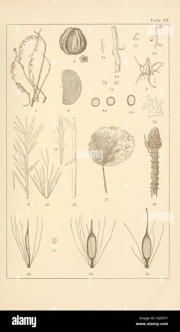This work discusses the tertiary and diluvial flora of Denmark ...