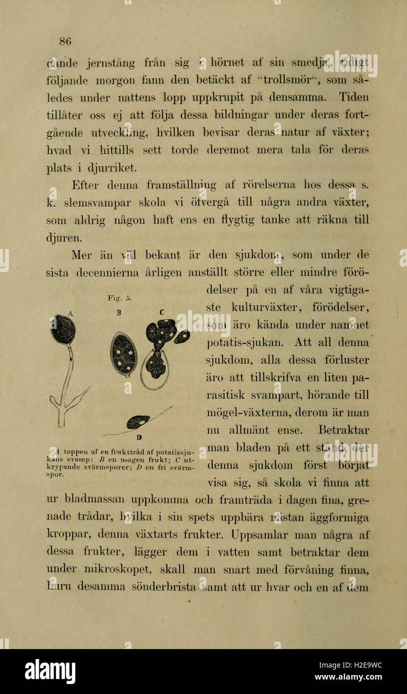 This page features images of plants from the natural world, showcasing ...
