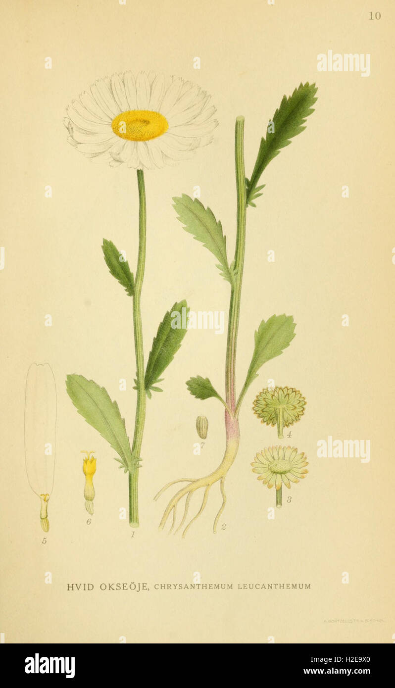 This image from 'Billeder af Nordens Flora' depicts a plate showcasing ...