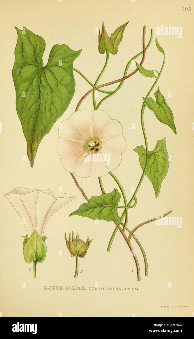 This Danish publication features illustrations of Nordic flora ...