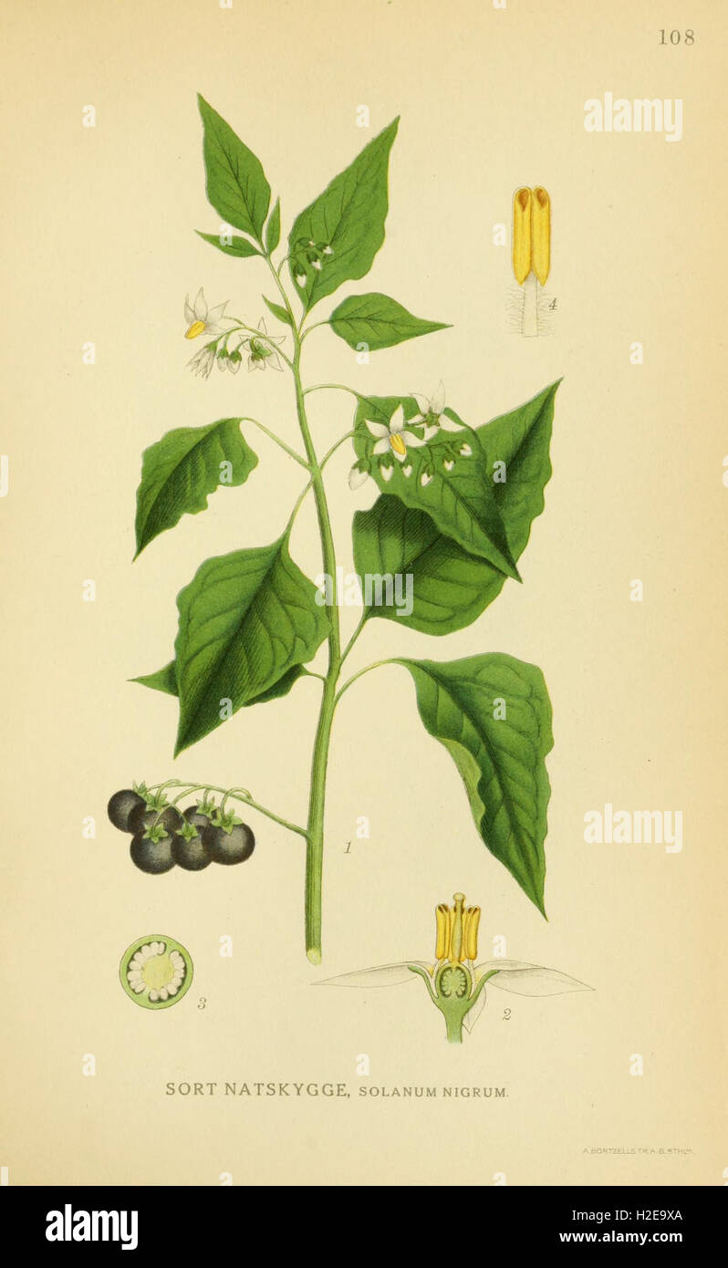Billeder af nordens flora (Plate 108 Stock Photo - Alamy
