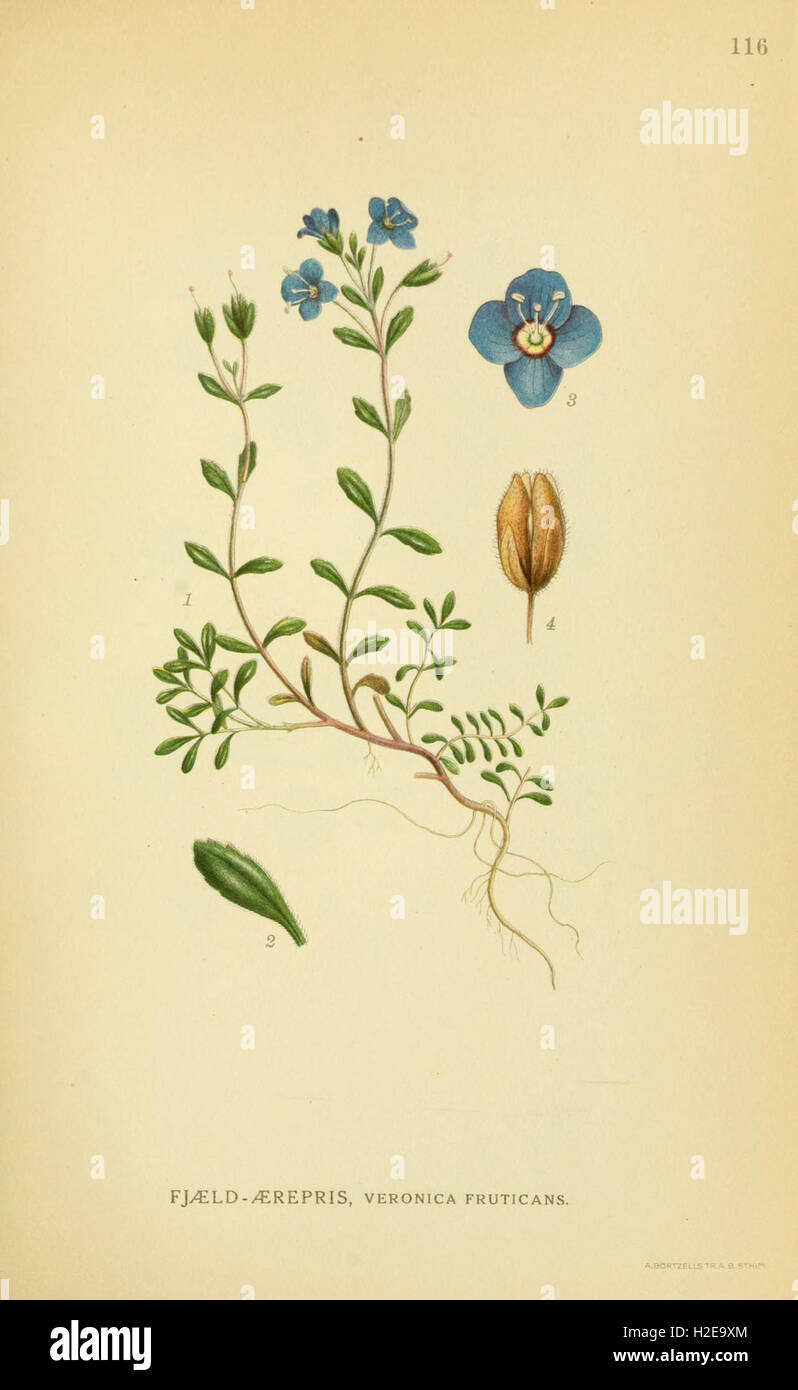 An illustration from the botanical work *Billeder af nordens flora ...