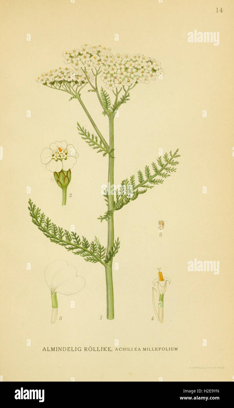 This work showcases illustrations of Northern Europe's flora, focusing ...