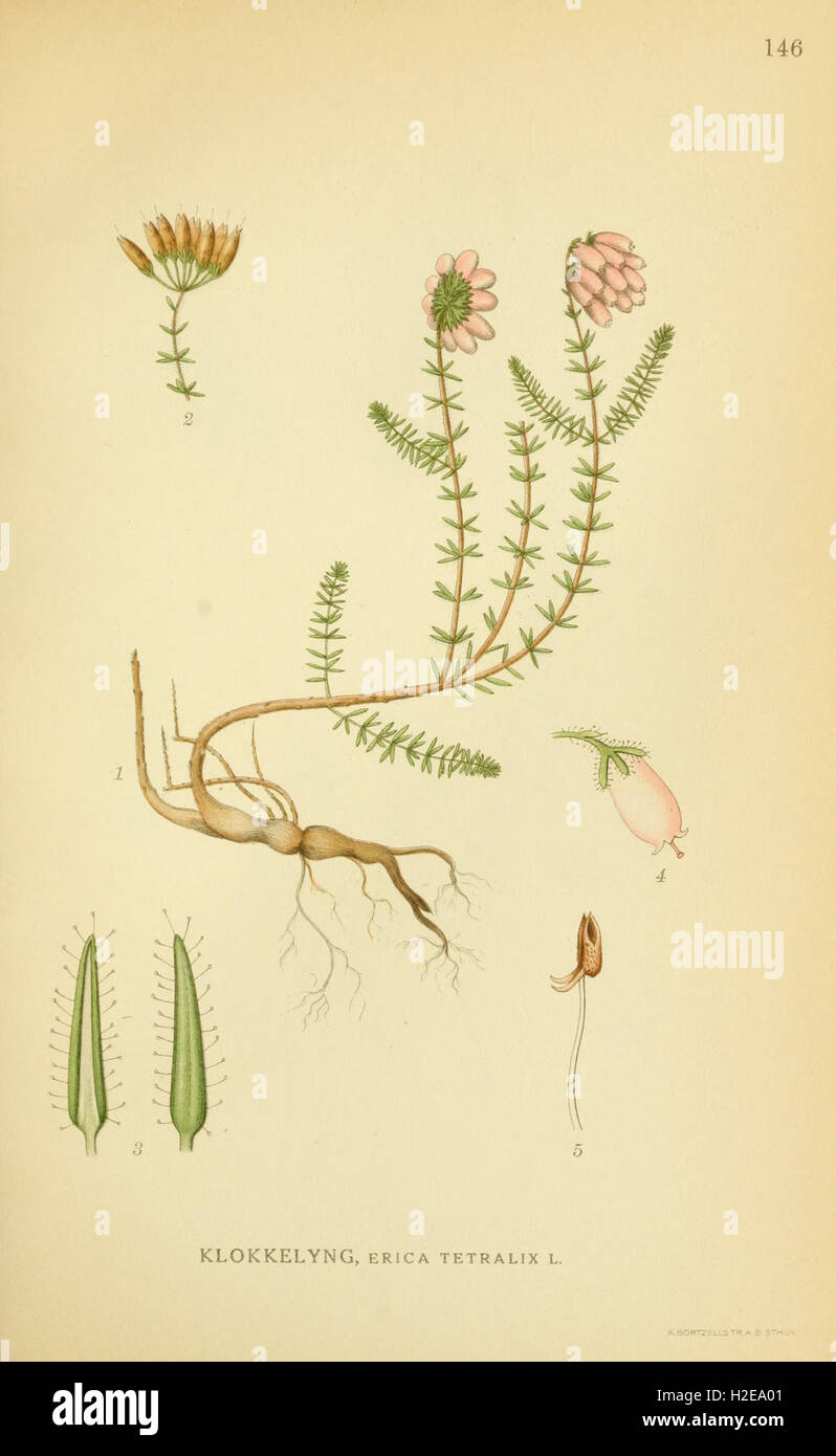An illustration of Northern Europe's flora, showcasing the diversity of ...
