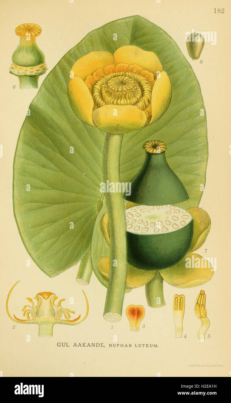 This work provides visual representations of the flora of the Nordic ...