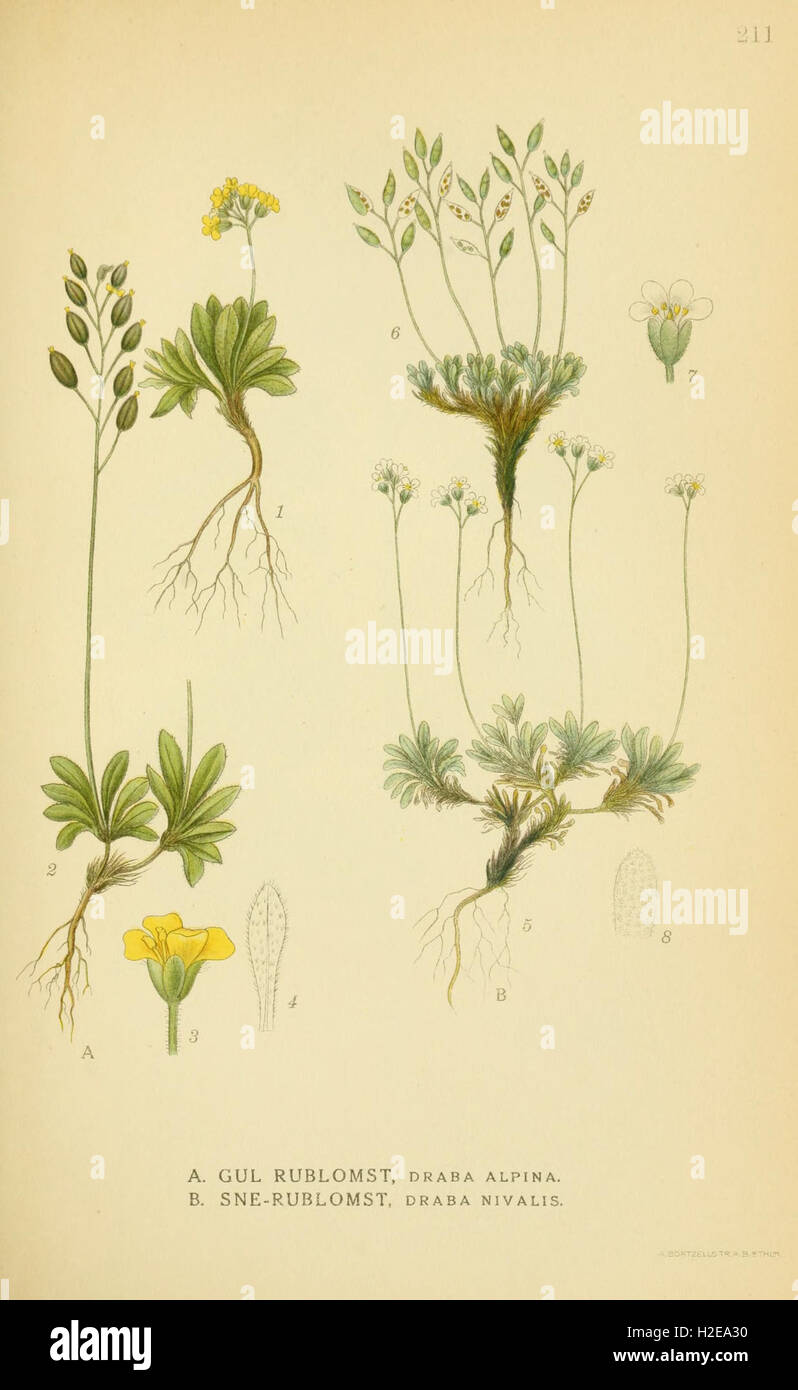 An illustrated depiction of northern Europe's flora, focusing on key ...