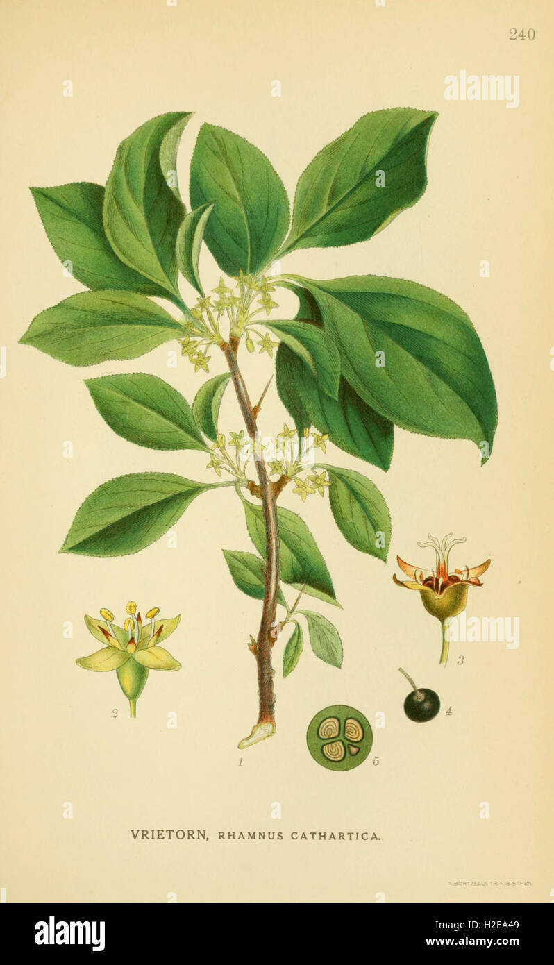 This illustration features flora from the northern regions, showcasing ...