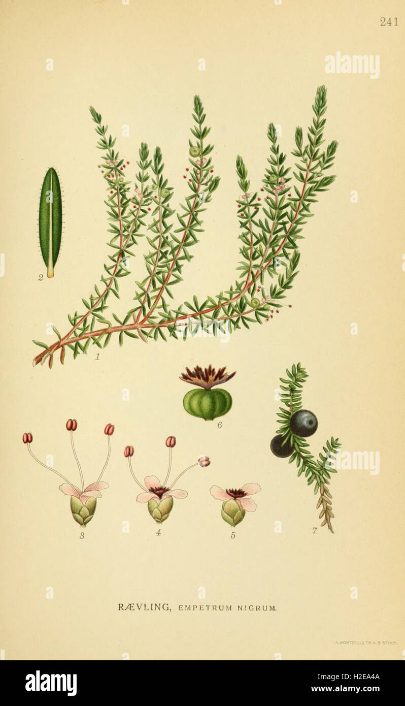 This work features detailed images of the flora of Northern Europe ...