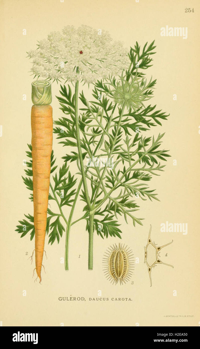 This Danish work showcases the flora of the Nordic region, featuring ...