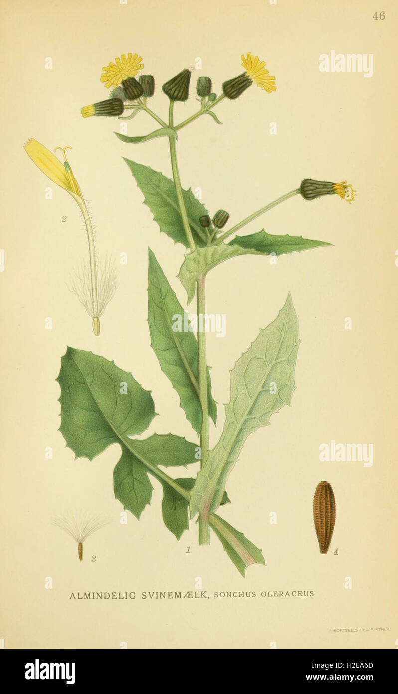 This plate depicts the flora of the Nordic region, showcasing a variety ...