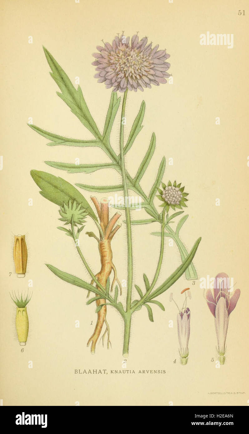 This plate presents illustrations of the flora of Northern Europe ...