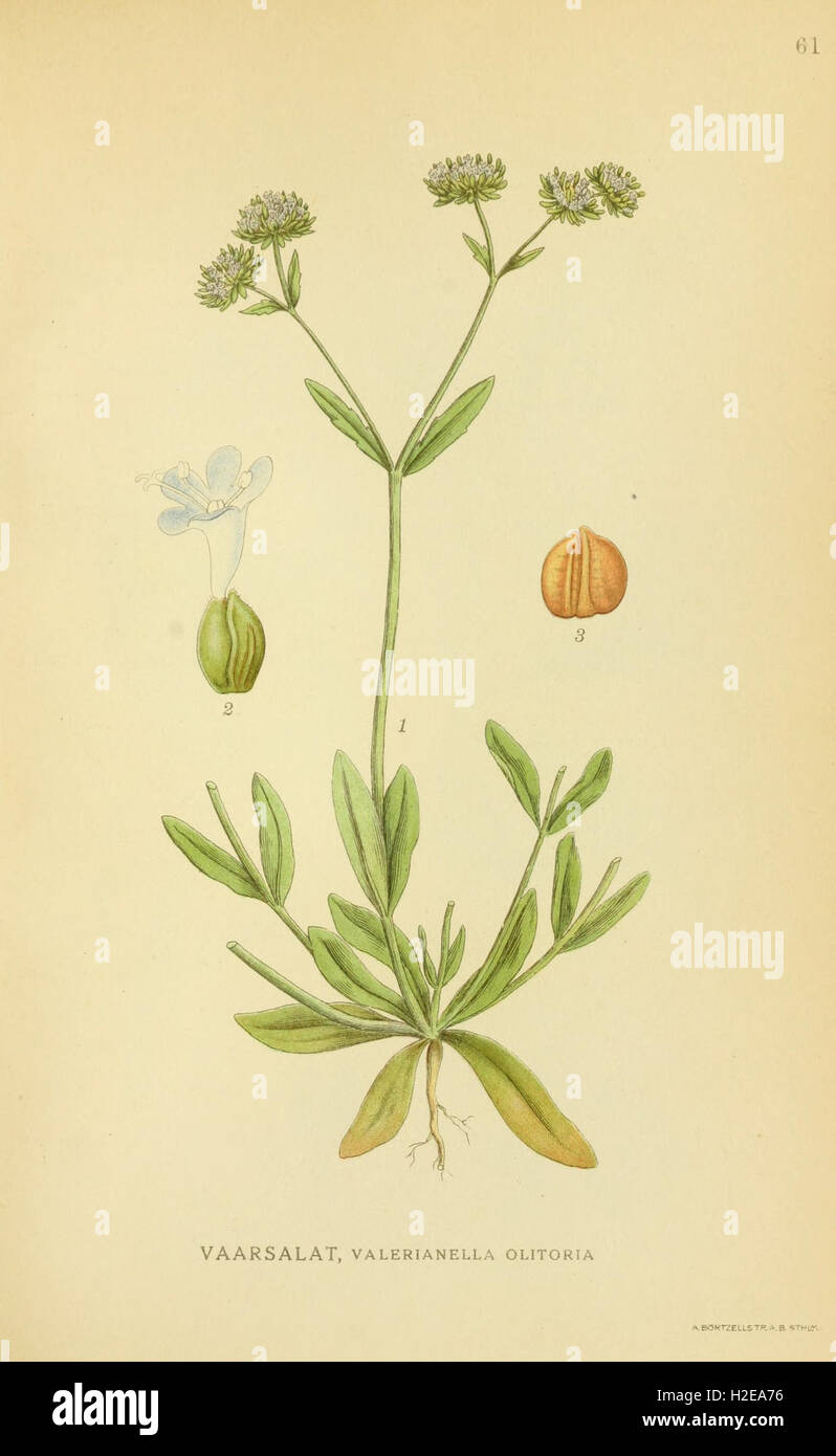 This plate from 'Billeder af Nordens Flora' presents illustrations of ...