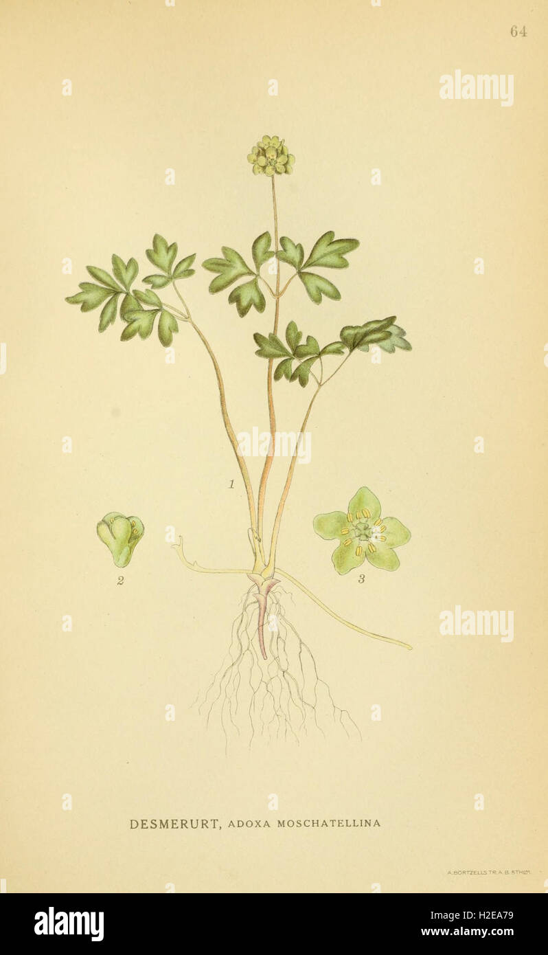 Plate 64 from 'Billeder af Nordens Flora' illustrates northern European ...