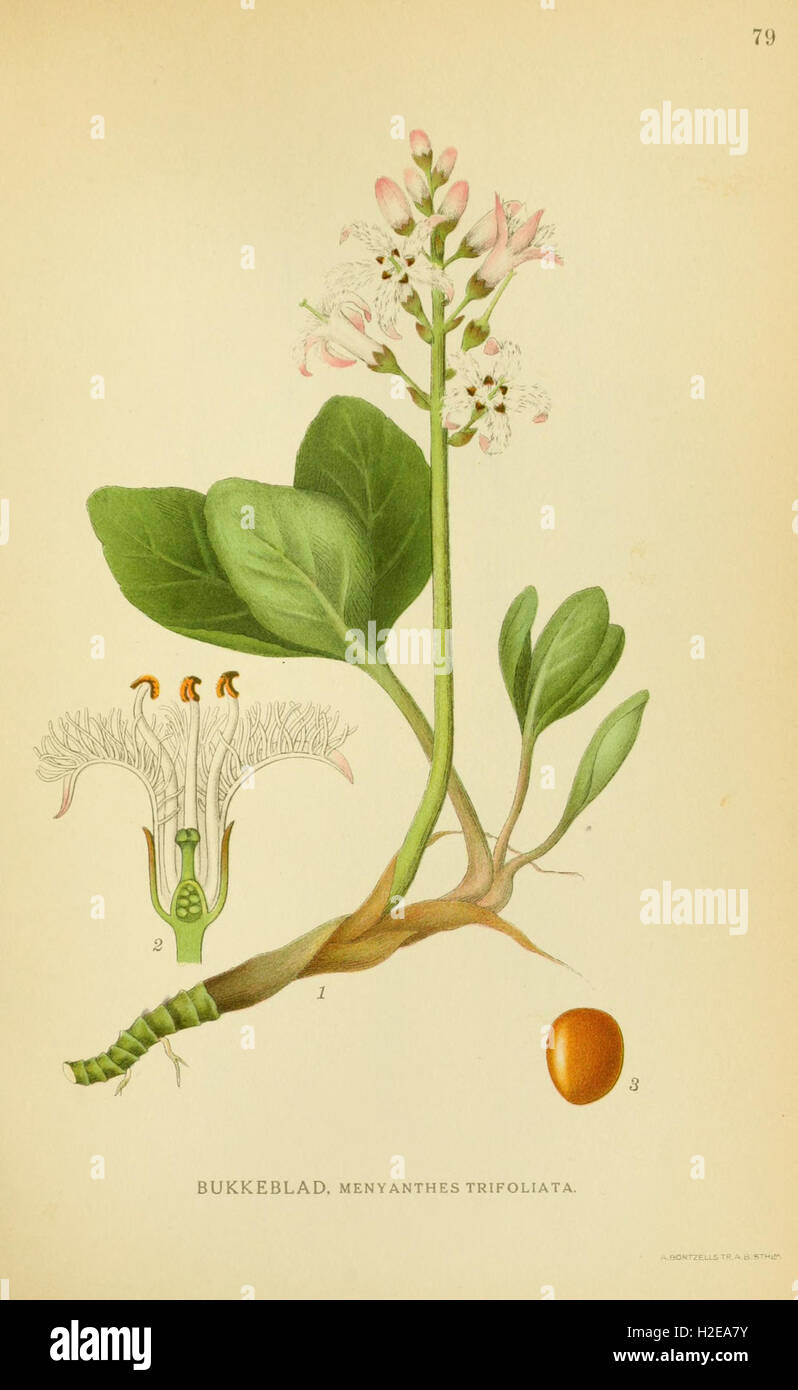 An illustration from a botanical work depicting the flora of the Nordic ...