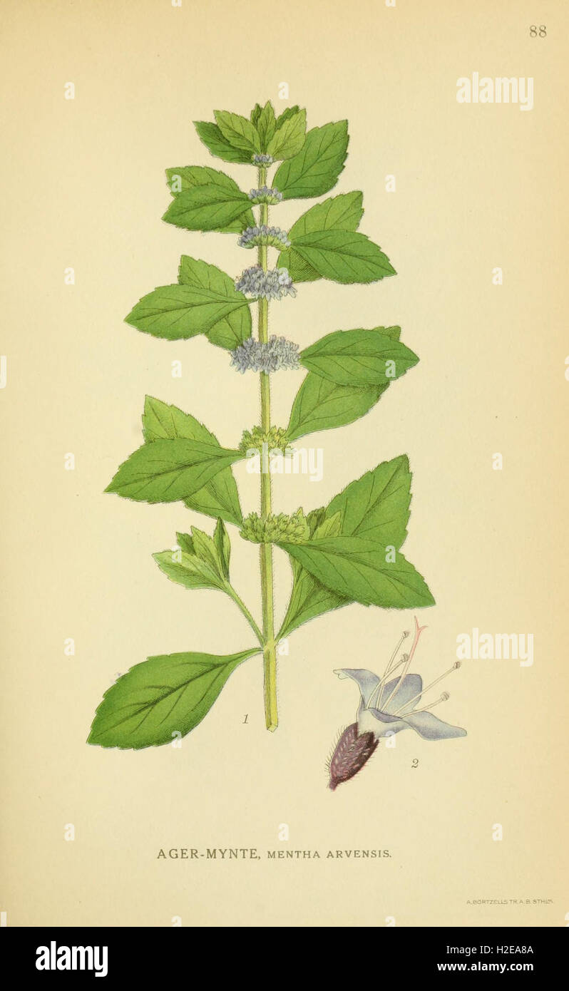 A detailed illustration of the flora of Northern Europe, featuring ...