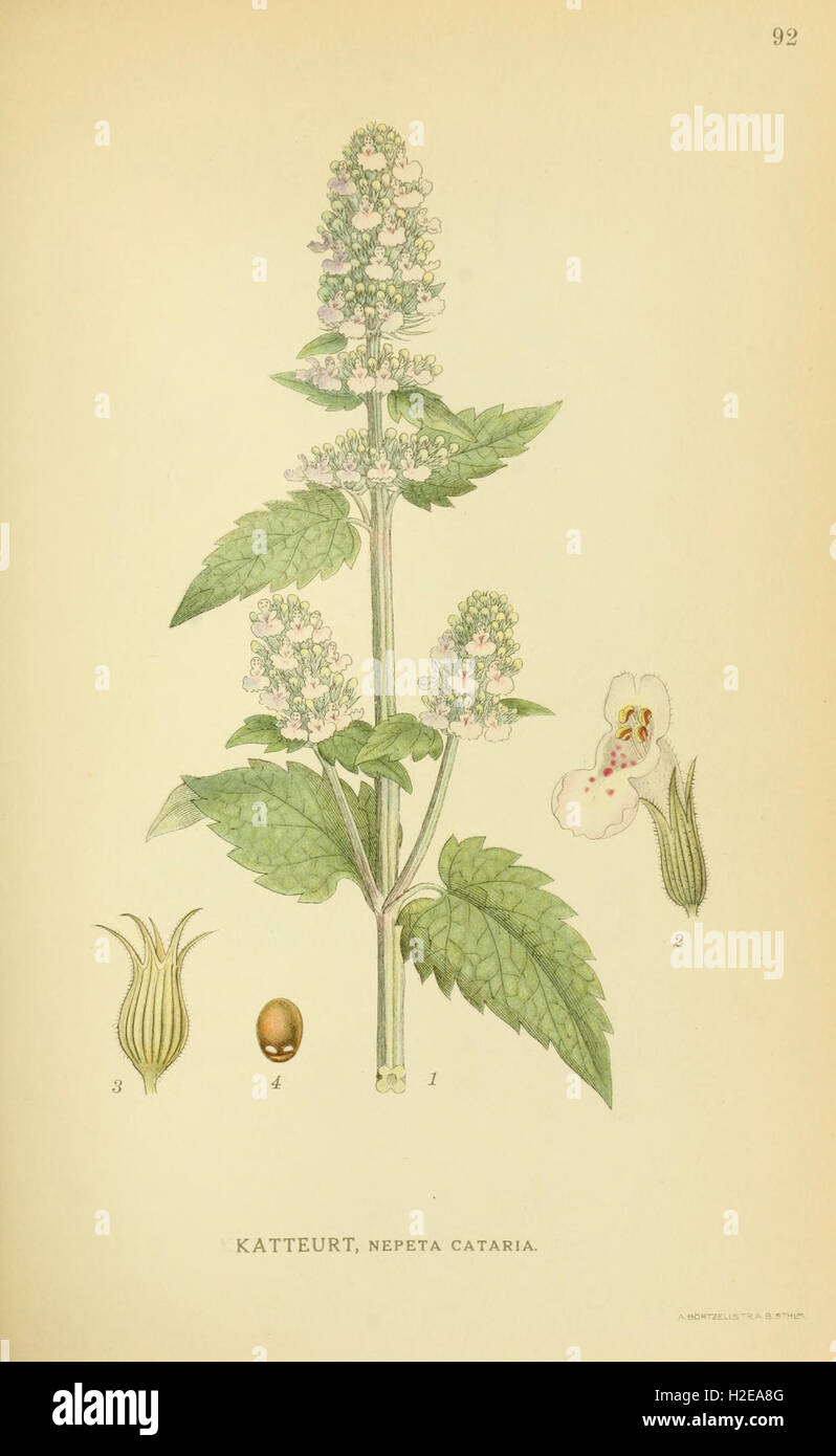This work provides visual representations of the flora of Northern ...