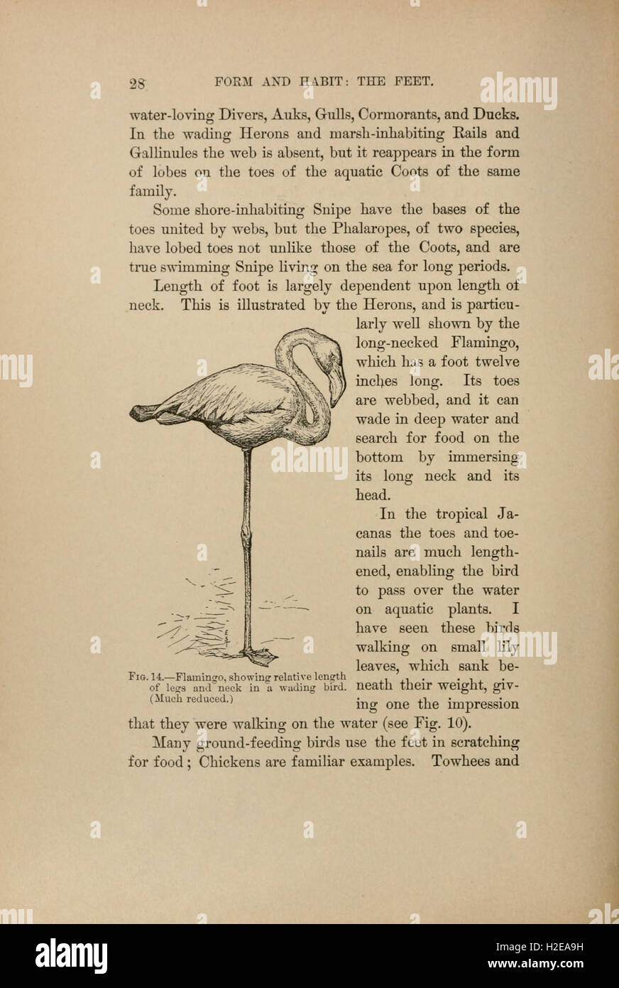 This page from 'Bird-life' features a detailed illustration and ...