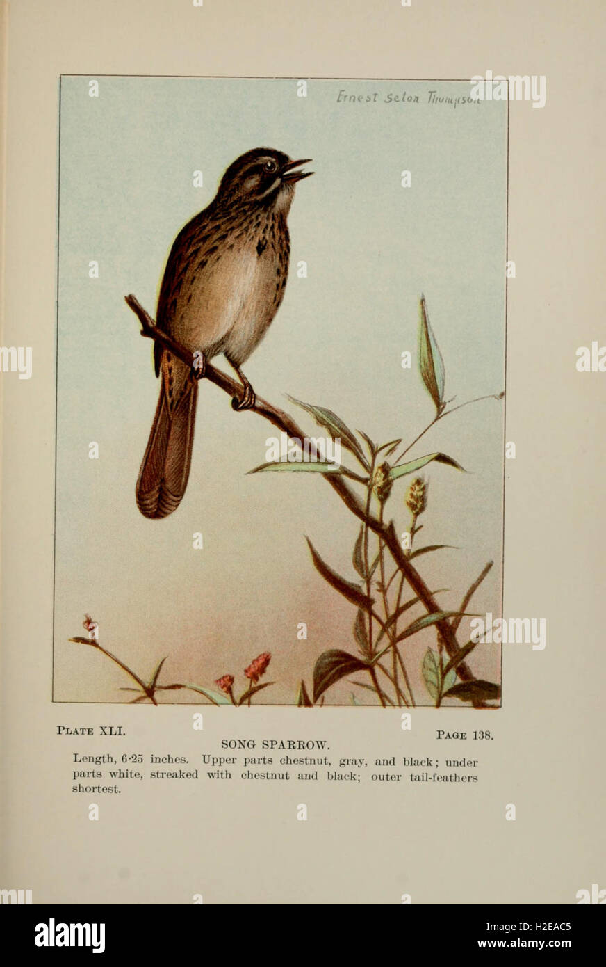 A plate illustrating various species of birds, highlighting their ...