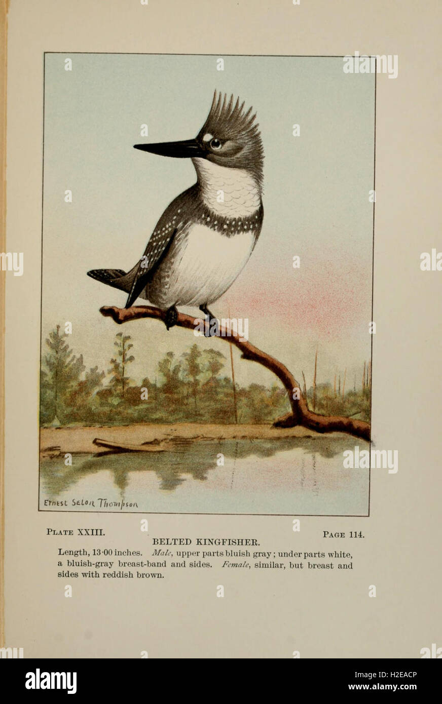 Plate XXIII of *Bird-life* features detailed illustrations and ...