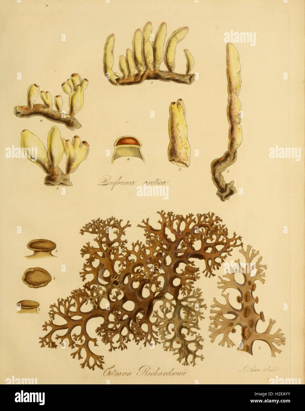 An appendix focused on botanical details, providing additional ...