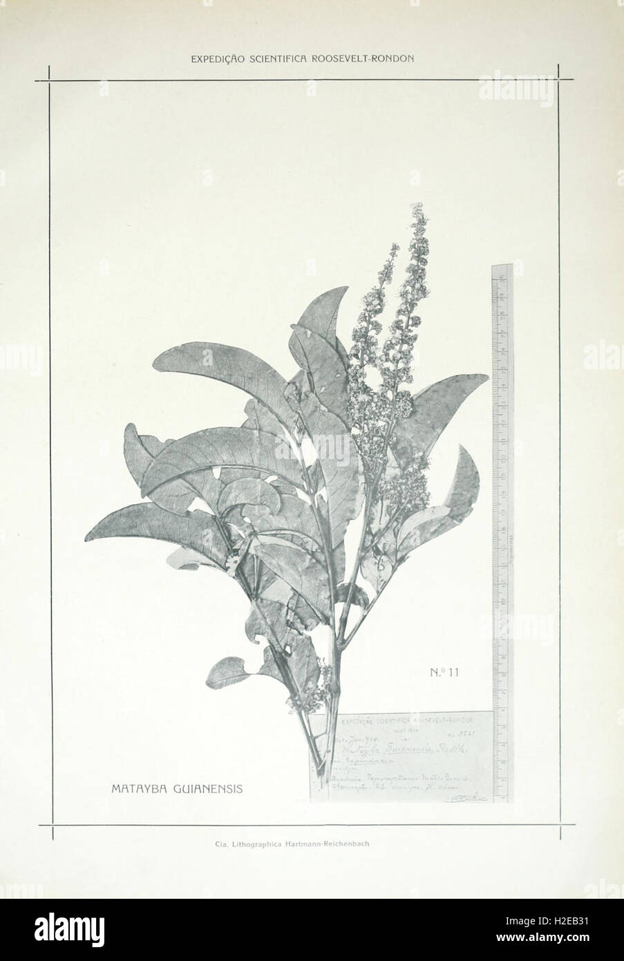 Botanica refers to the study of plants, including their structure ...